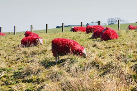 The red sheep of Scotland | Amusing Planet